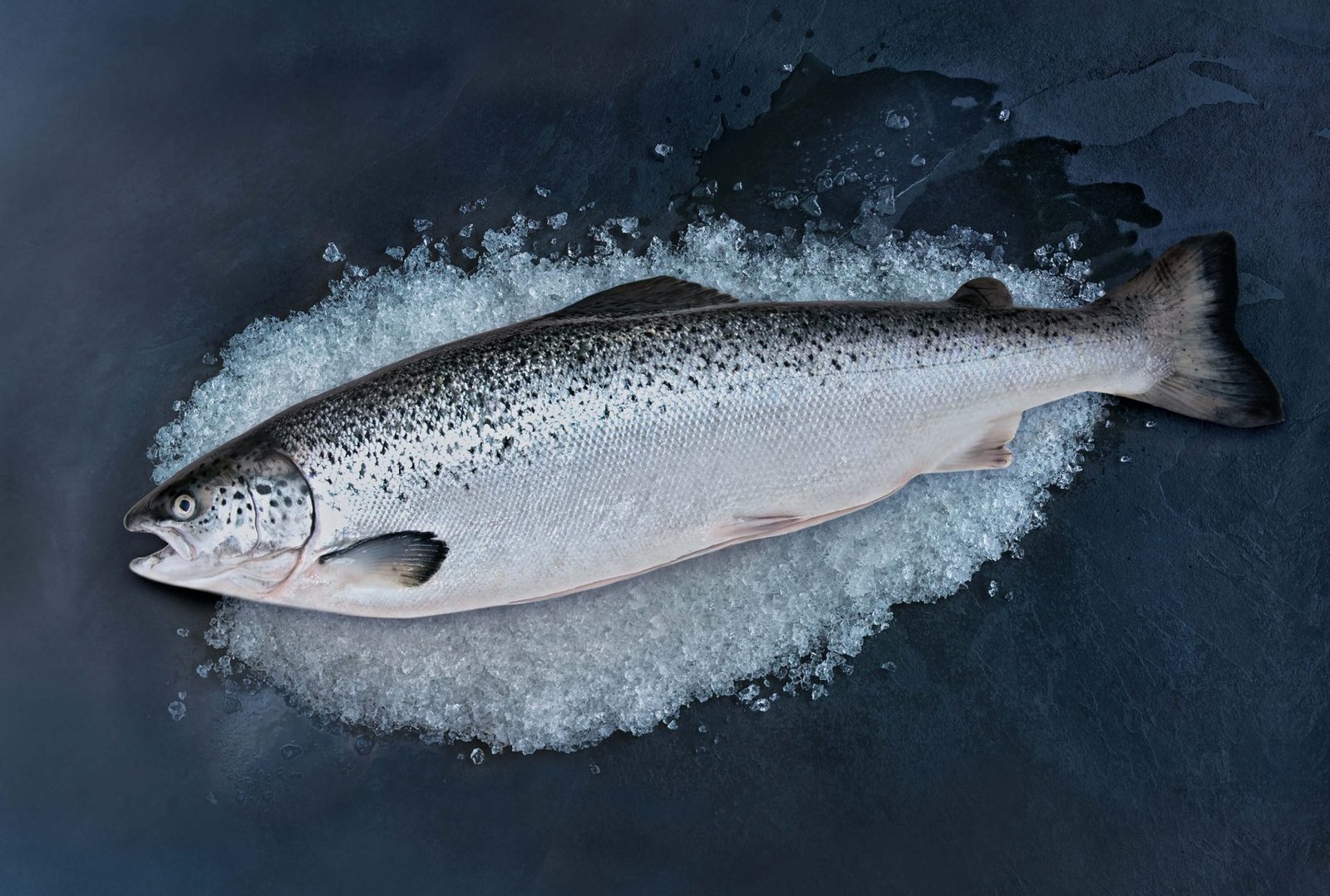 Atlantic Salmon Whole Ubicaciondepersonas cdmx gob mx
